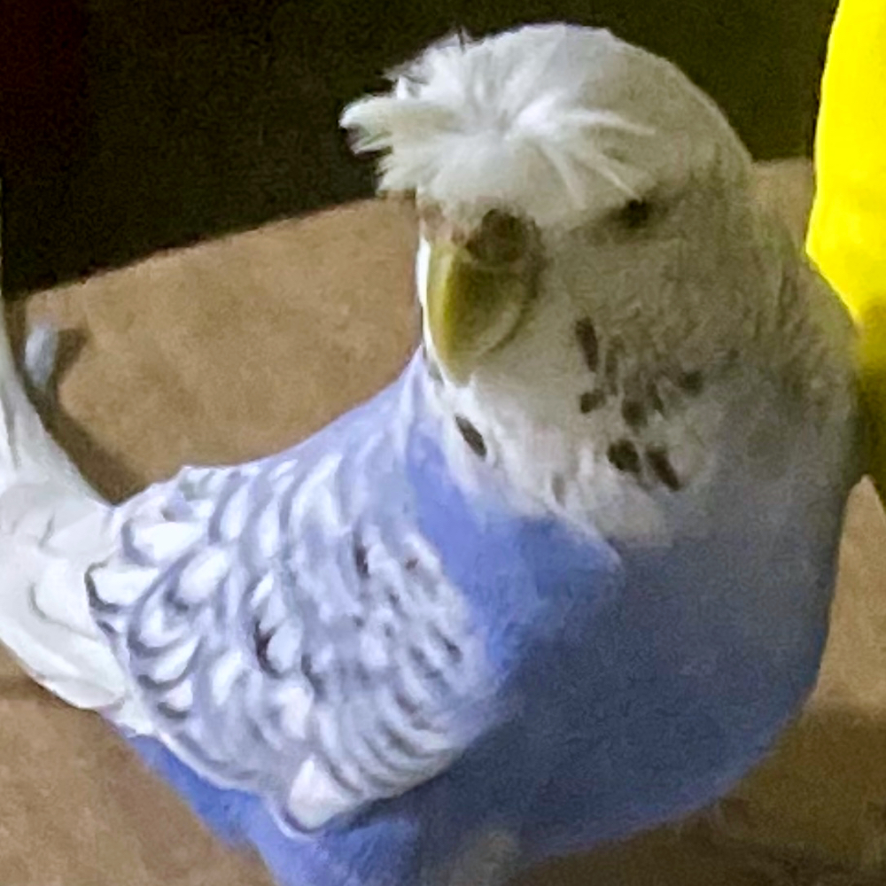 Obituary of Bluey Marie Elliott - Detroit Michigan | OBITUARe.com